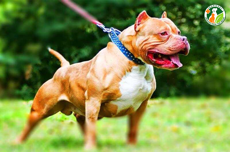 Tìm hiểu về chó Pitbull, "Chúa tể chó chọi" hay cận vệ?